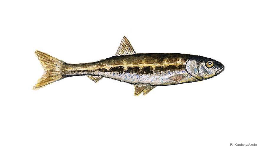 Elritsa - Livet i Havet