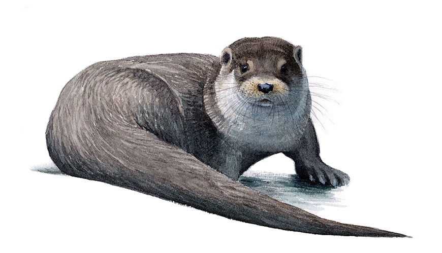 Utter - Livet i Havet