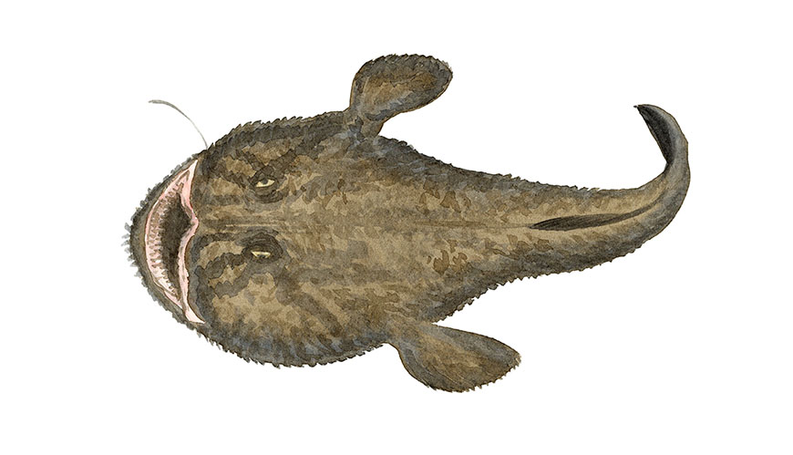 Marulk - Livet i Havet