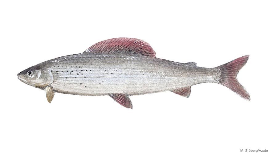 Harr - Livet i Havet