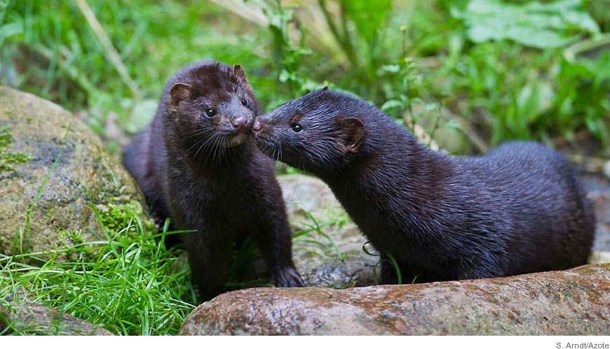 Mink - Livet i Havet