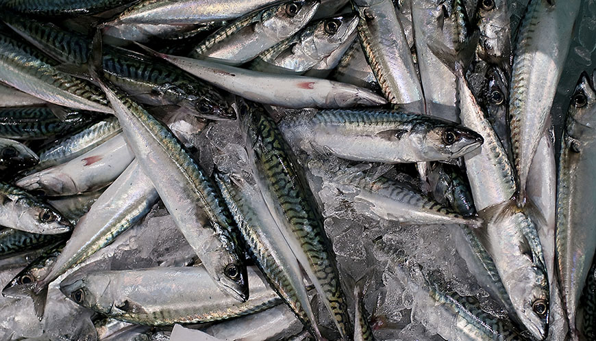 Makrill - Livet i Havet