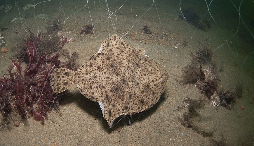 Piggvar - Livet i Havet